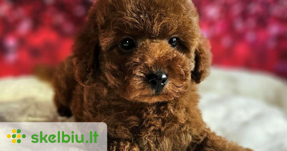 Toy/nykštukiniai pudeliukai - Skelbiu.lt