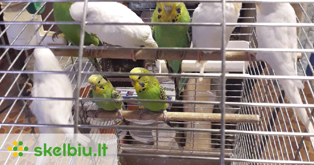 Parduodamos banguotosios papūgos - Skelbiu.lt
