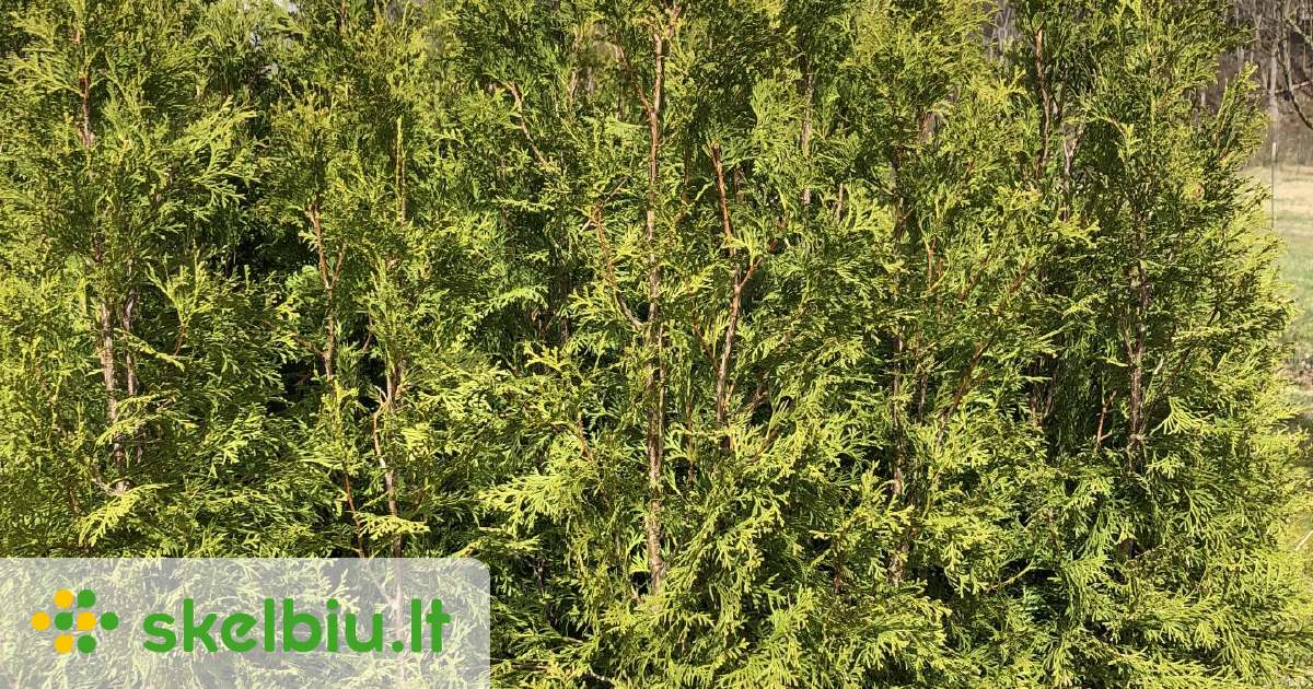 Smaragdinės tujos - Skelbiu.lt