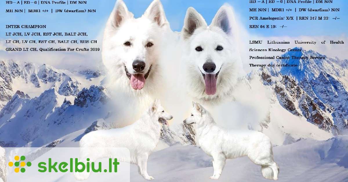 sveicaru aviganiai skelbimai - Skelbiu.lt