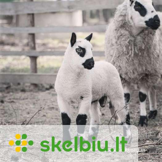 Kerry hill veislės avių banda - Skelbiu.lt