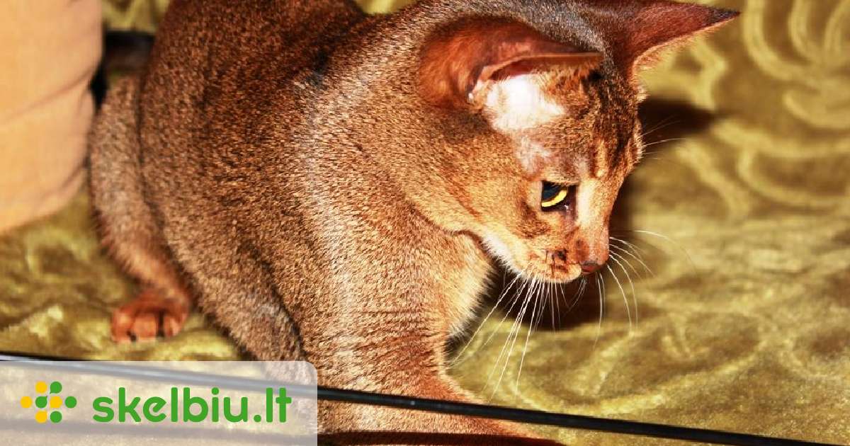 Dovanojama kilminga abisinijos katyte - Skelbiu.lt