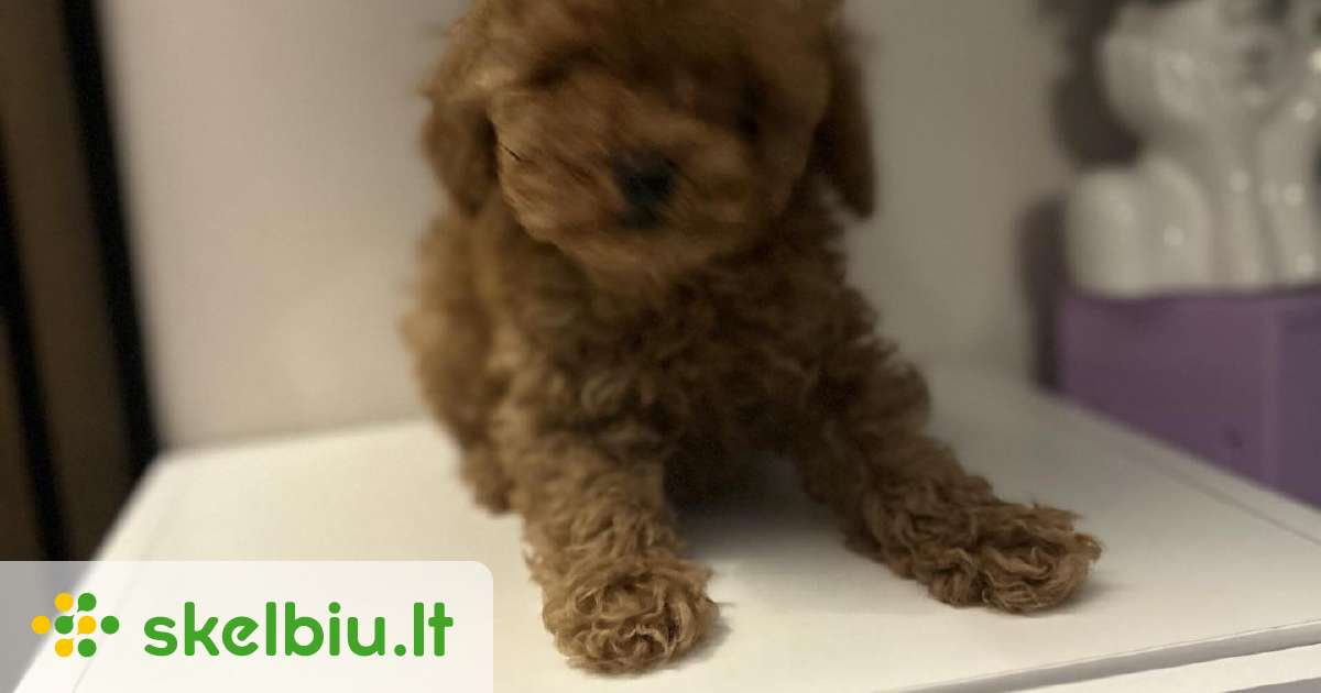 Pudeliai šunys - Skelbiu.lt