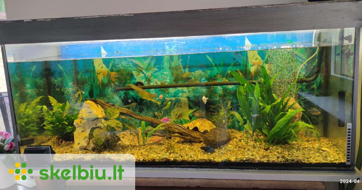 Akvariumas 200l,125*41*h60cm - Skelbiu.lt