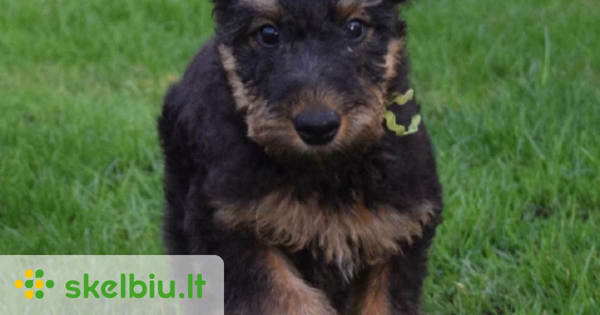 Erdelio Terjerai gali jau keliauti į naujus namus! - Skelbiu.lt
