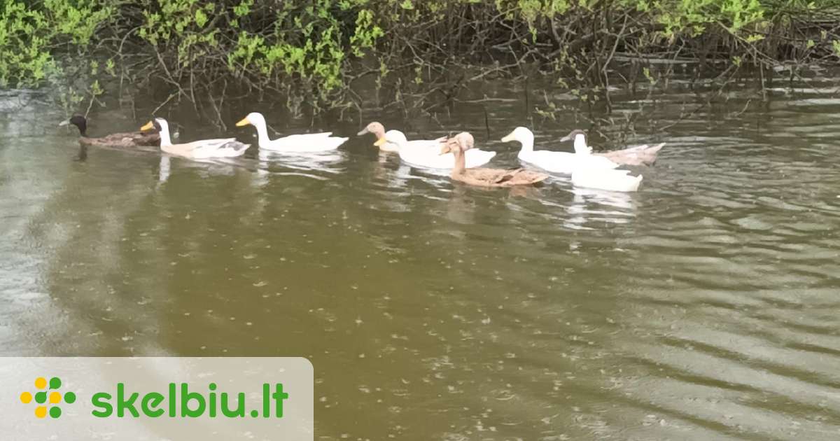 Antys bėgikės - Skelbiu.lt