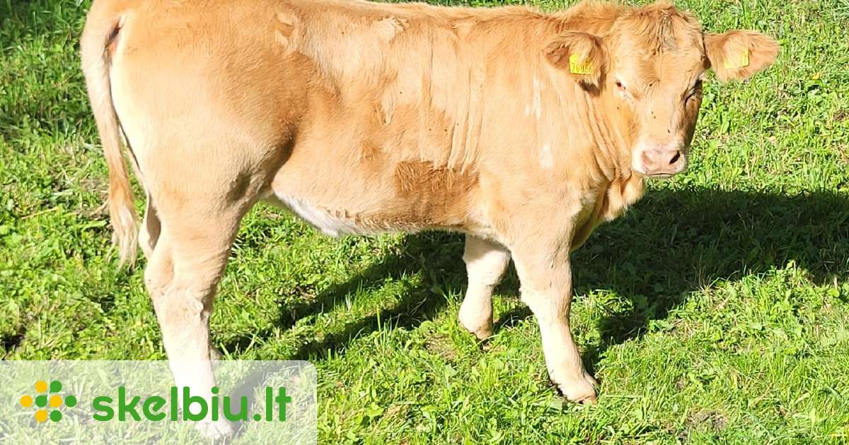 Perku mėsinių galvijų prieauglį - Skelbiu.lt