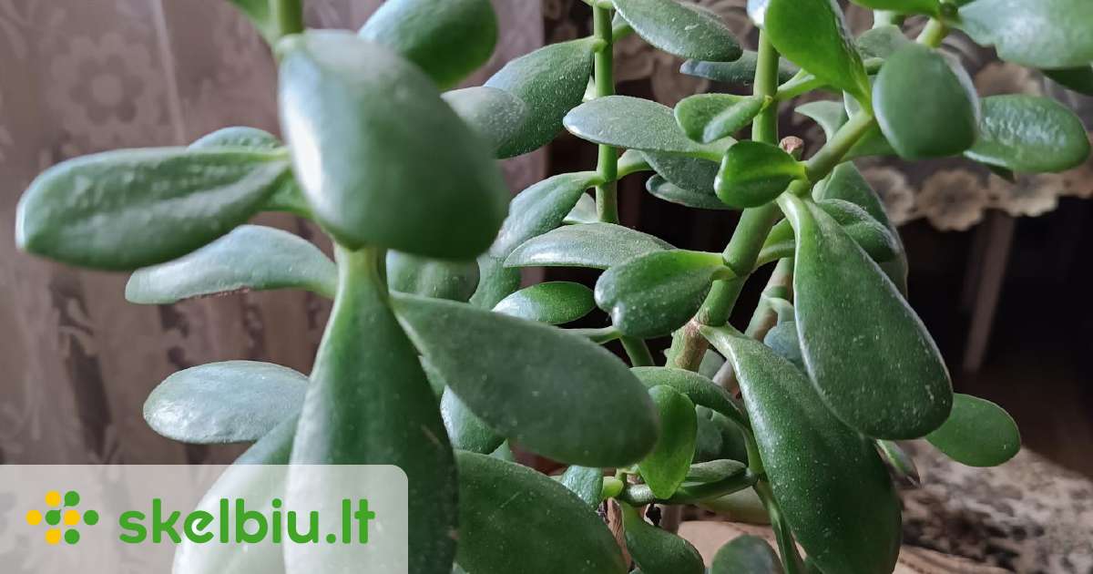 laimes medis skelbimai - Skelbiu.lt