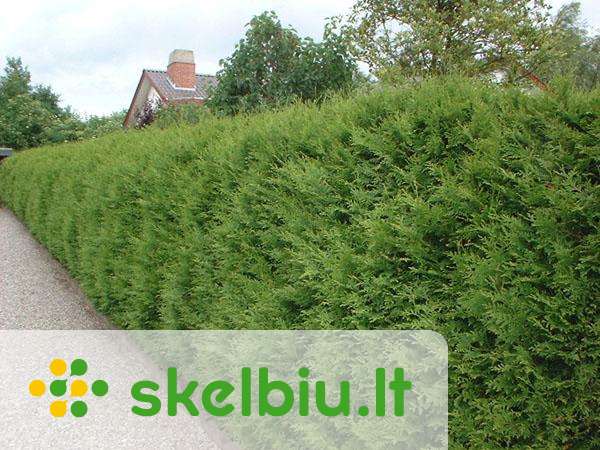 Gyvatvorinės tujos bei levandų krūmeliai - Skelbiu.lt