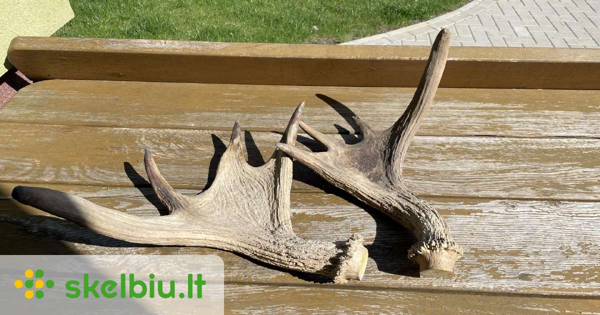 Briedžio ragai - Skelbiu.lt
