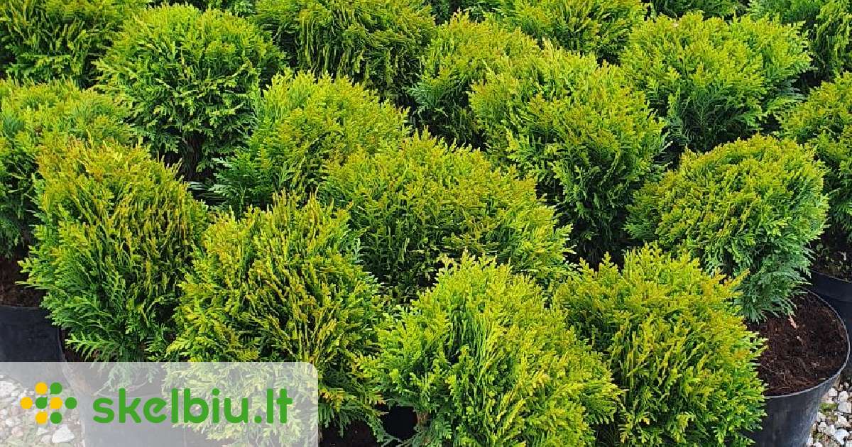 fauna ir flora skelbimai (169 psl.) - Skelbiu.lt