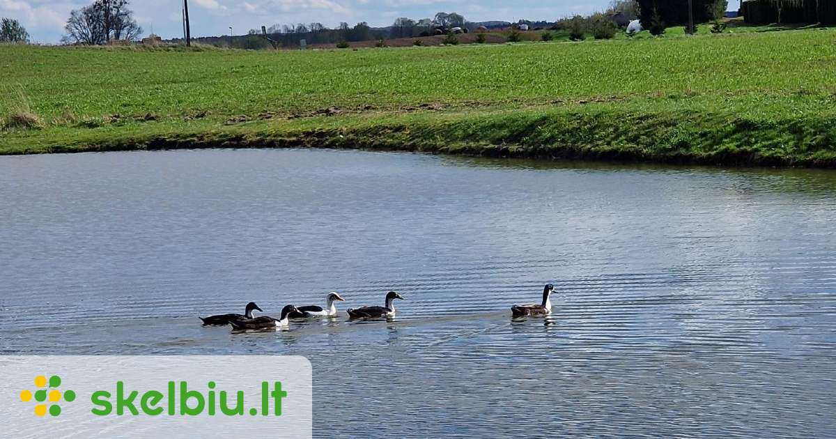 Indiškos bėgikės - Skelbiu.lt