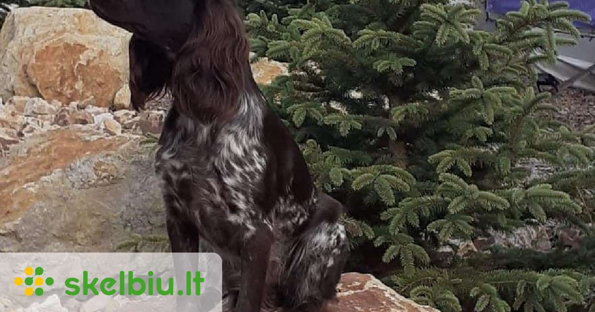 Polish hunter spanielė Fci - Skelbiu.lt
