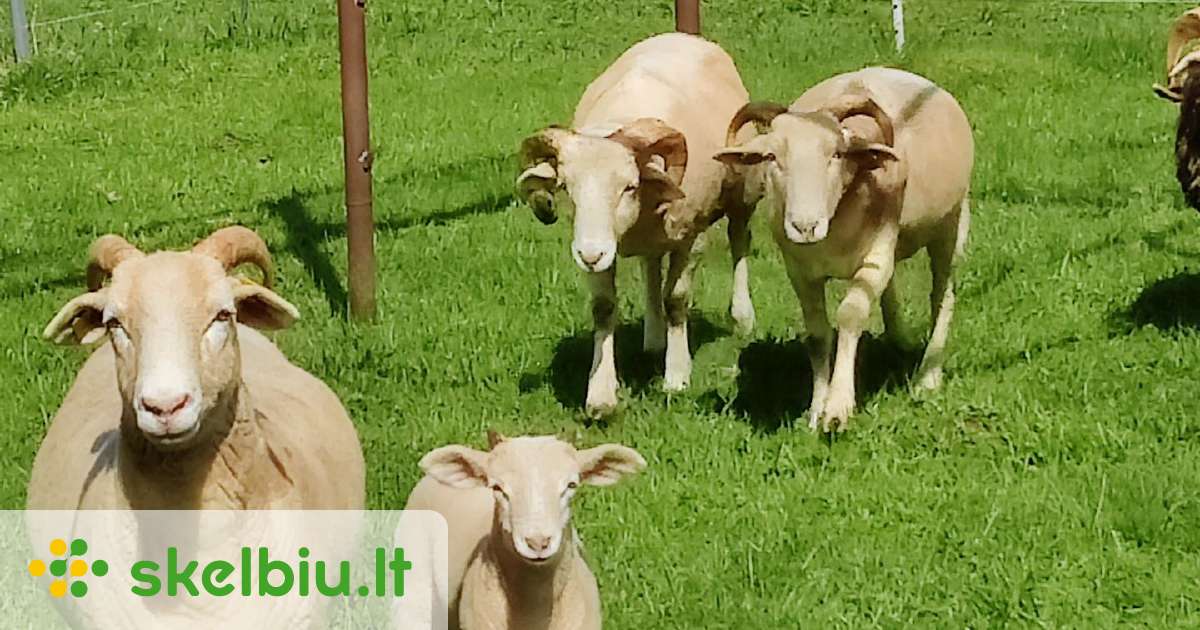 Išparduodamos Whiltshire Horn avių banda - Skelbiu.lt