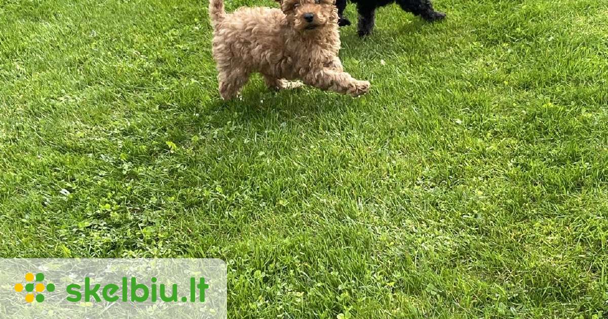 Cockapoo - Skelbiu.lt