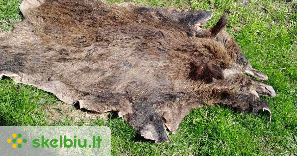 Šerno kailis su galva ir uodega - Skelbiu.lt