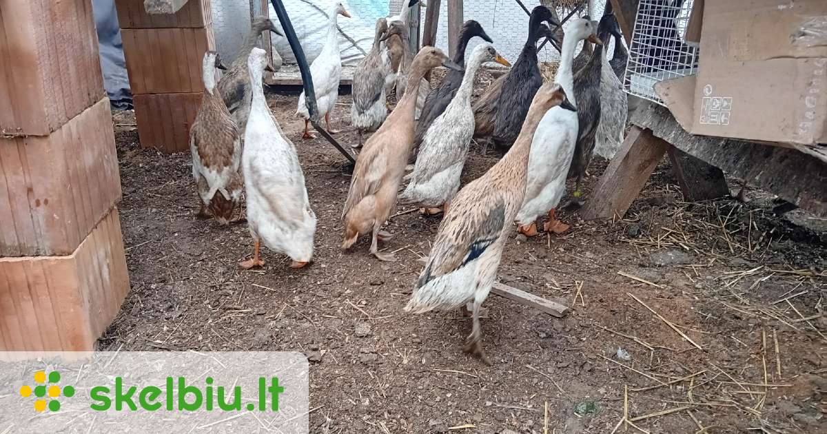 Antys Indijos bėgikės - Skelbiu.lt