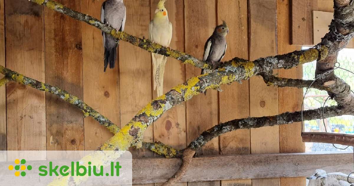 Papūgos Nimfos - Skelbiu.lt