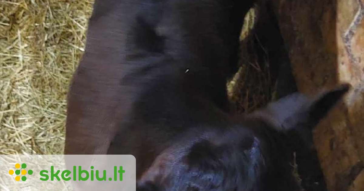Veršiukas su karve - Skelbiu.lt