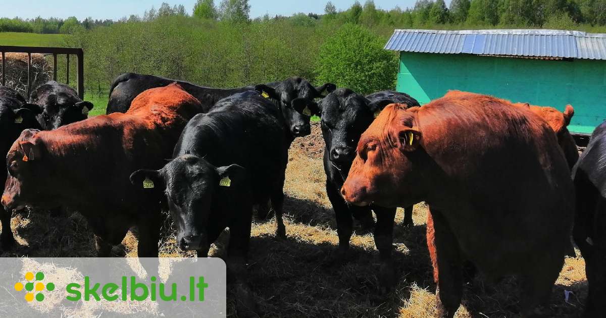 Angusai veisles buliai - Skelbiu.lt