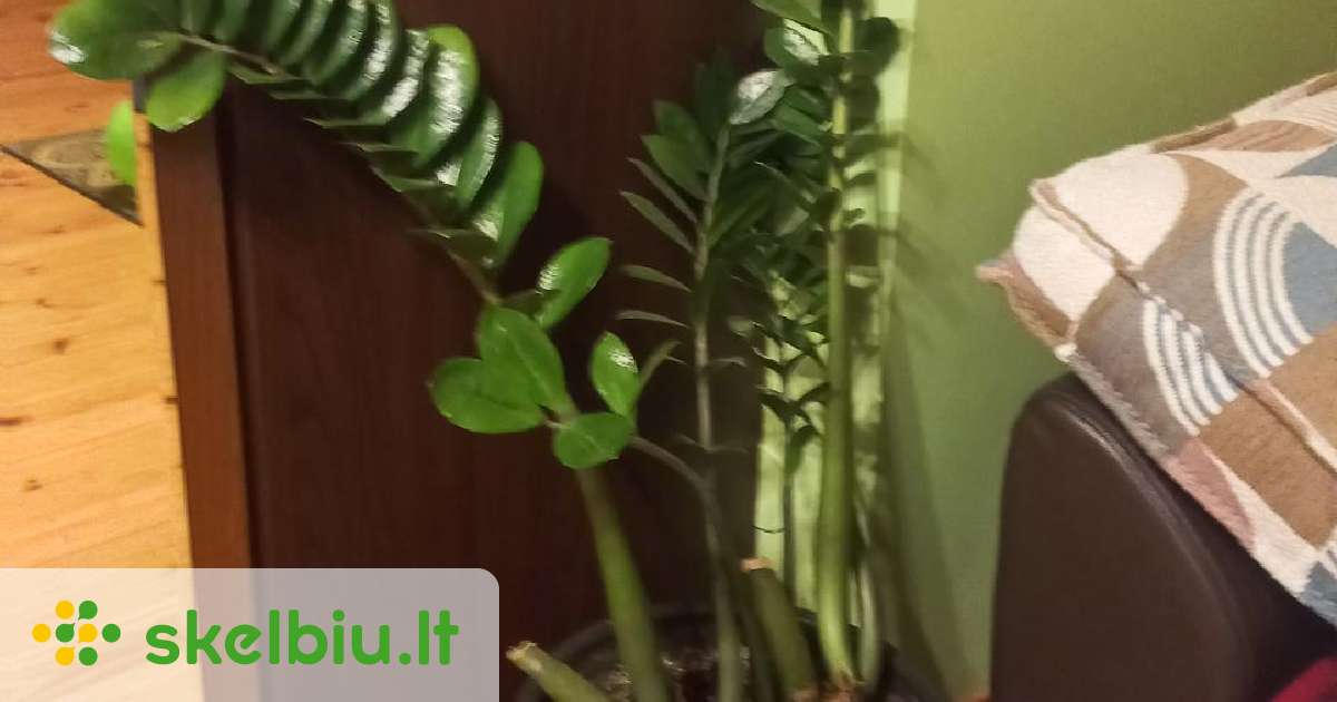 pinigu medis skelbimai - Skelbiu.lt