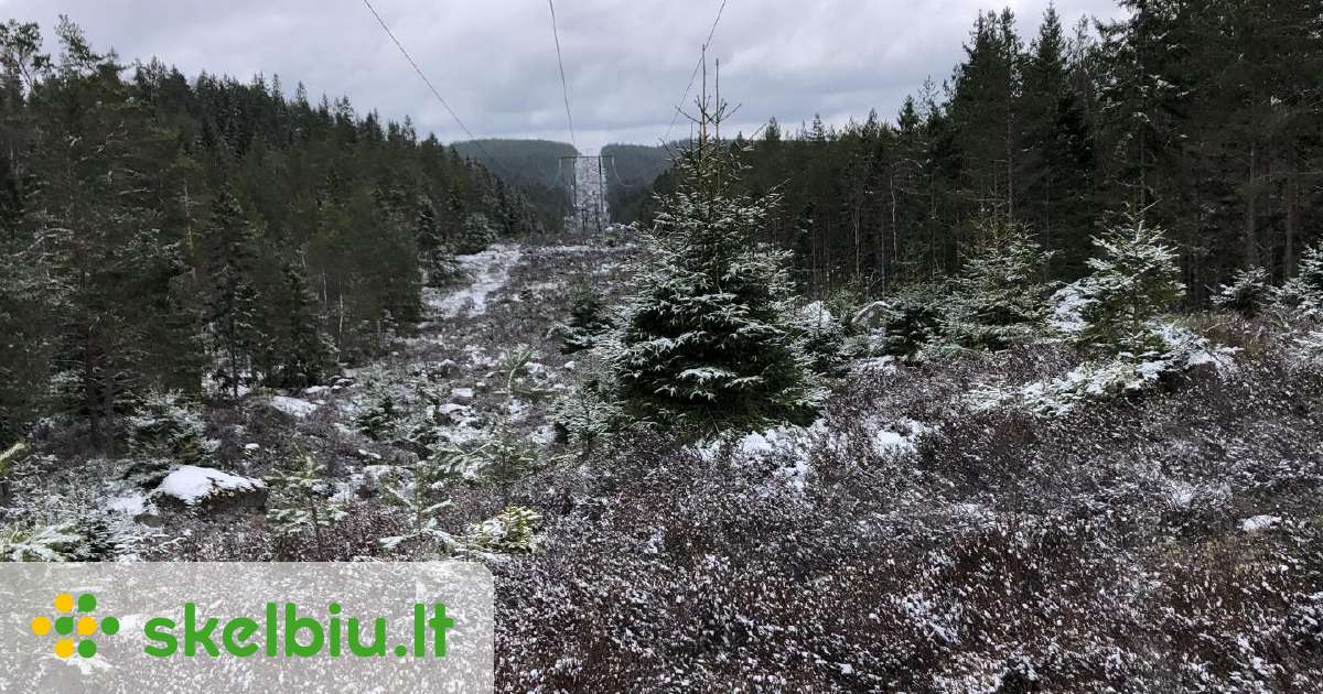 Darbas Miške Švedija - Skelbiu.lt