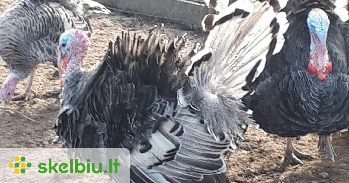 Parduodu kalakuta - Skelbiu.lt