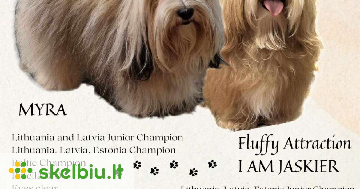 havanos bisonas klaipeda skelbimai - Skelbiu.lt