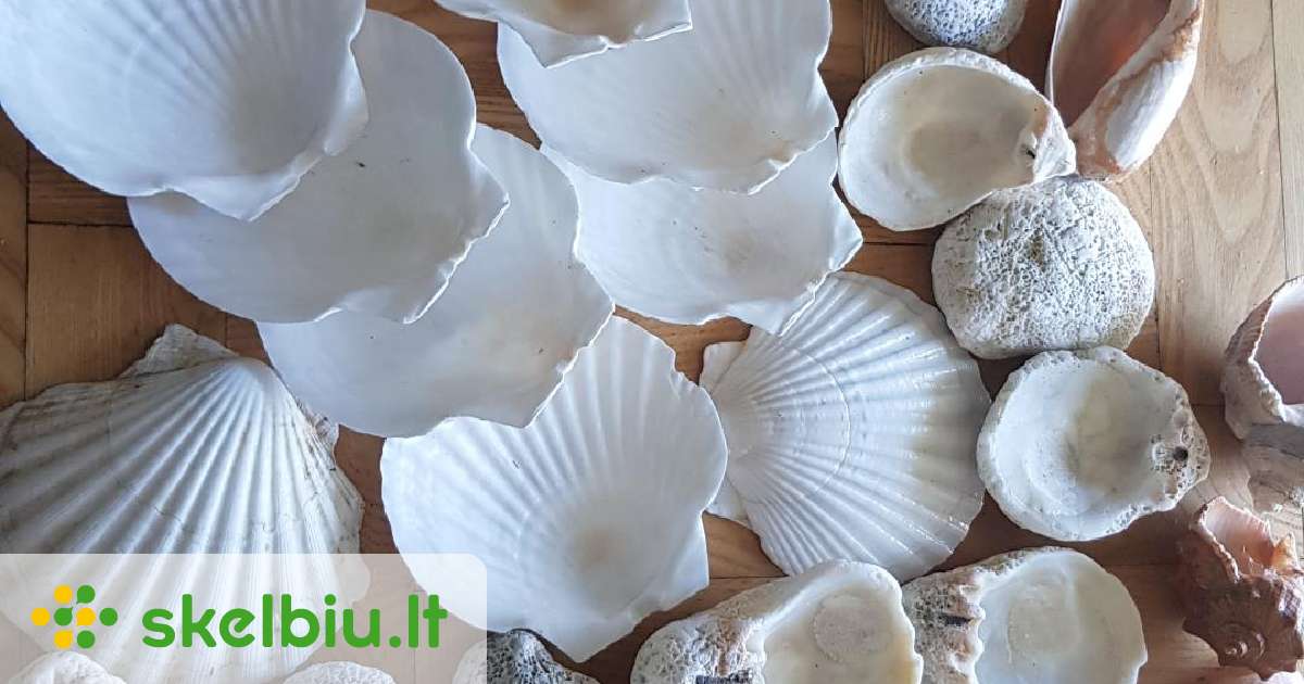 Jūrinės kriauklės - Skelbiu.lt