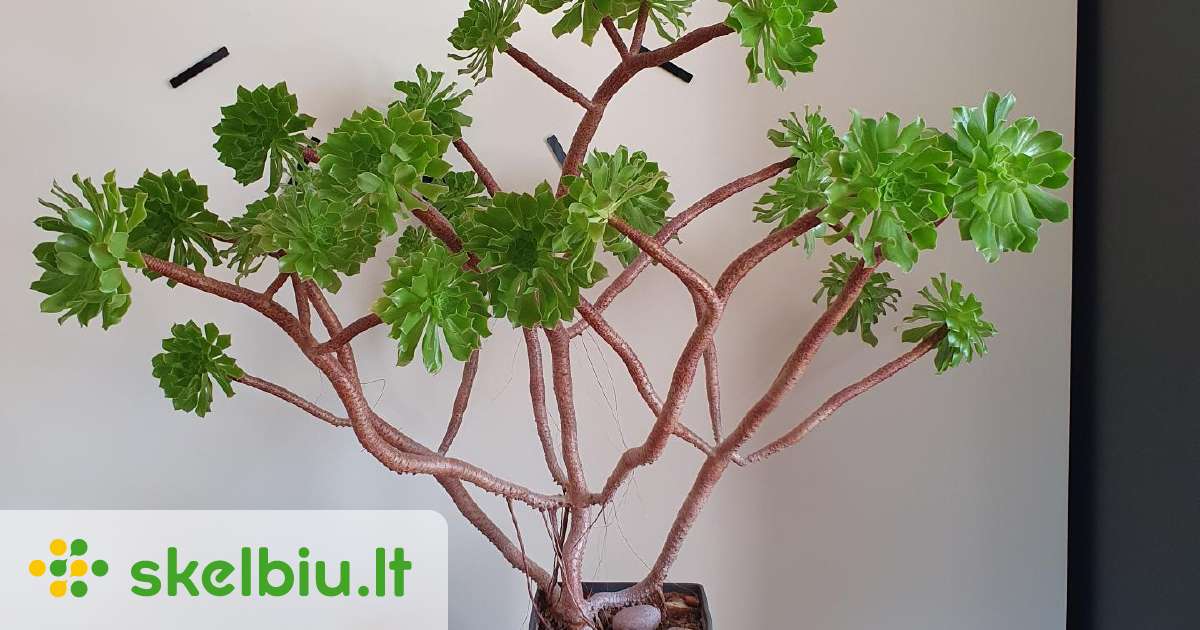 ramdis skelbimai - Skelbiu.lt