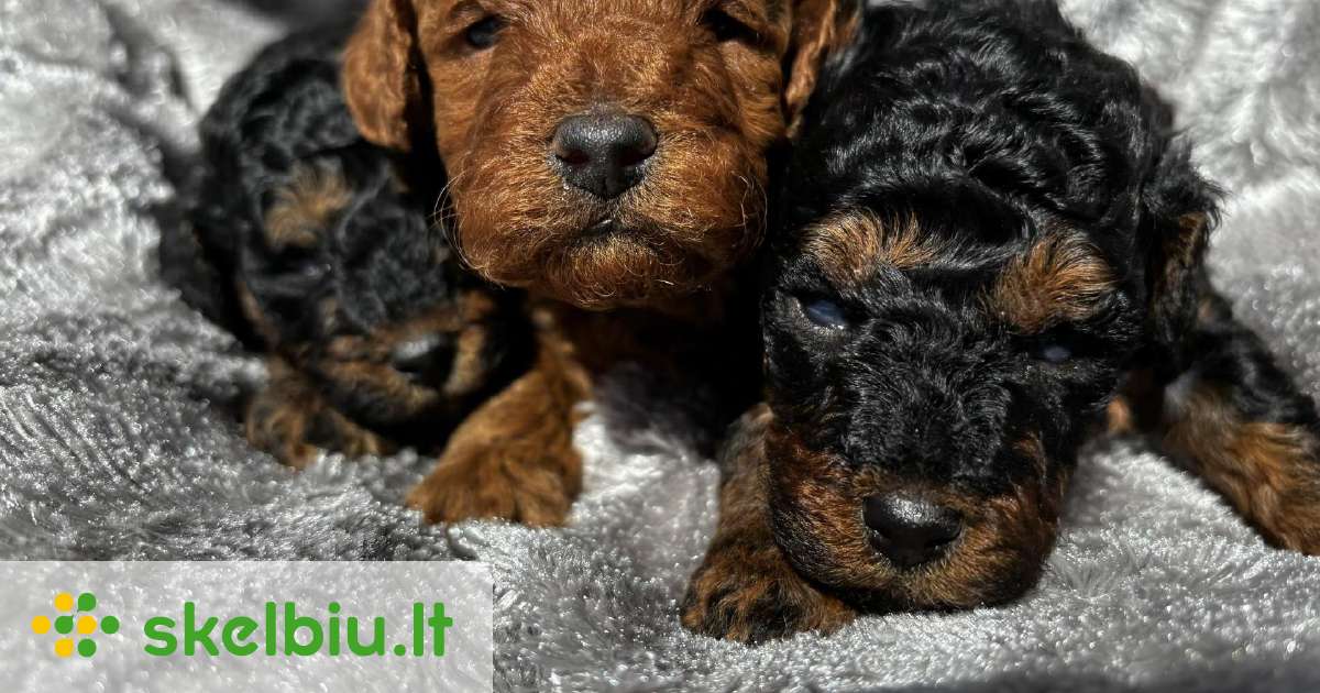 Nykštukiniai pudeliai - Skelbiu.lt