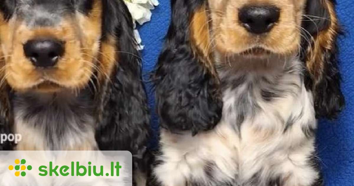 Ieškau pirkti anglų koker spanielio - Skelbiu.lt