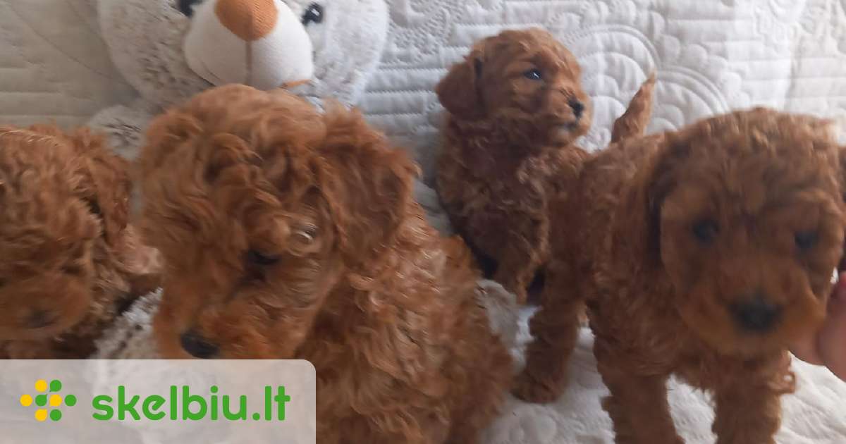 suniukai pudeliukai kaunas skelbimai - Skelbiu.lt