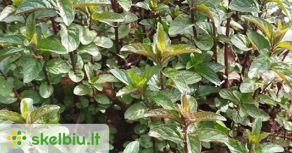 Čiobrelis, raudonėlis pipirmėtė, šalavijas - Skelbiu.lt