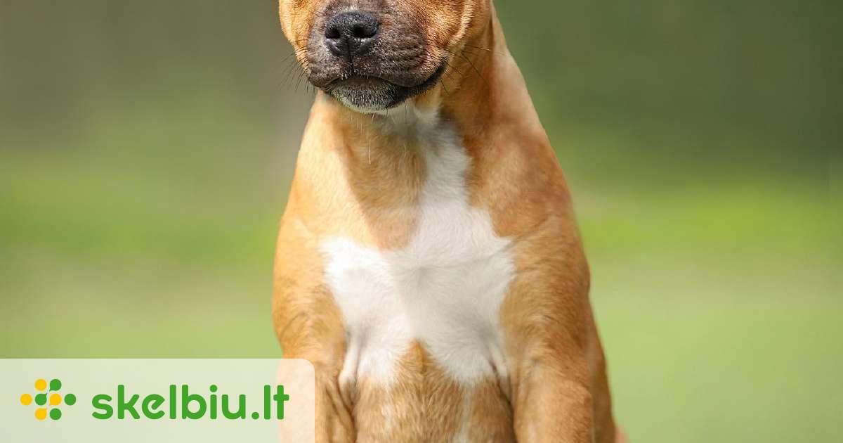 stafordsyro bulterjerai skelbimai - Skelbiu.lt