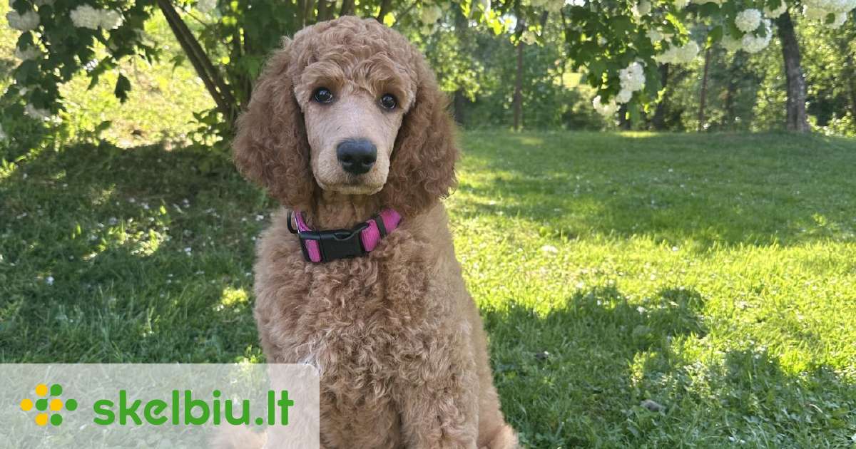Didysis pudelis Karalija- Standard Poodle Lora - Skelbiu.lt