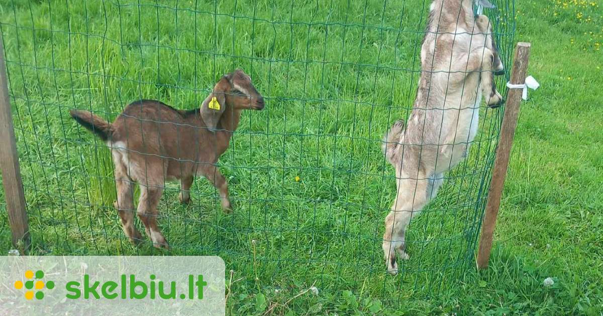 Parduodami 100% anglo -nubiju ožiukai 2menesių - Skelbiu.lt