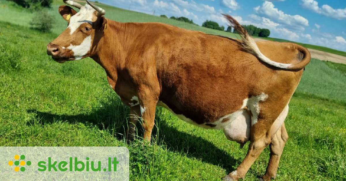 Parduodu karvė - Skelbiu.lt