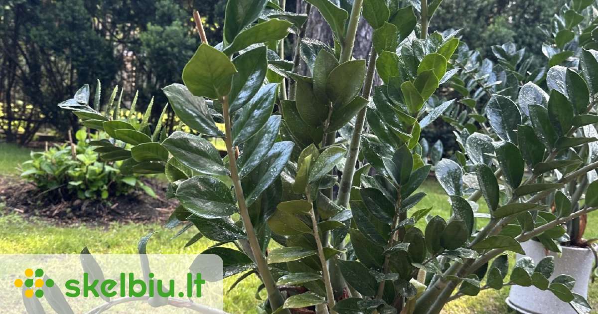 Parduodu . Zamiokulkas, „pinigų medis - Skelbiu.lt