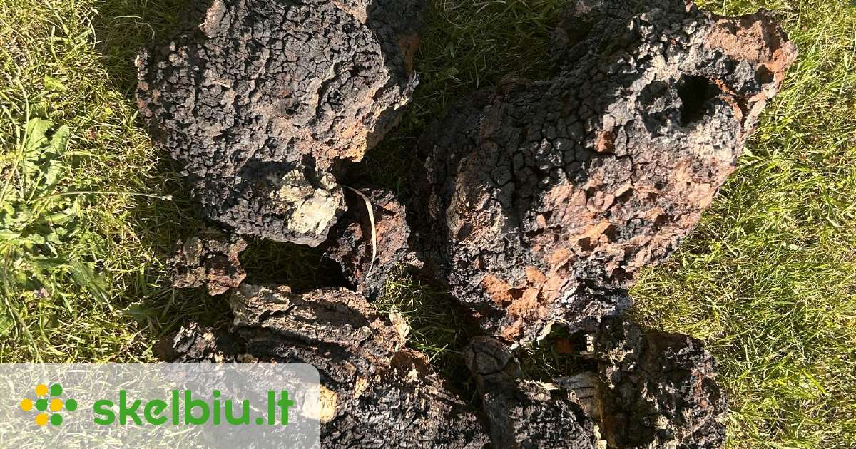 berzo grybas skelbimai - Skelbiu.lt