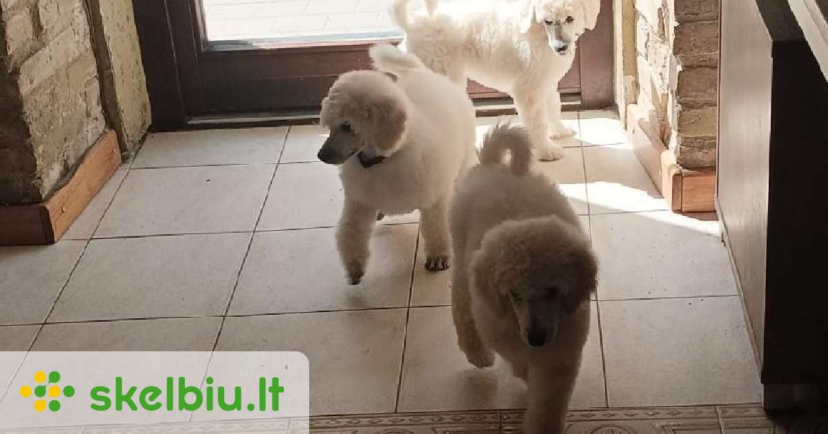 Didieji pudeliai - Skelbiu.lt