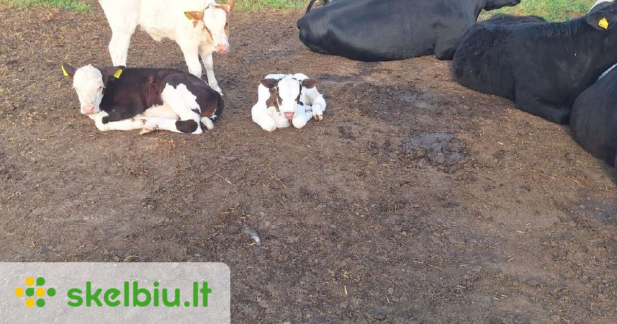 X mėsinis versiukas - Skelbiu.lt