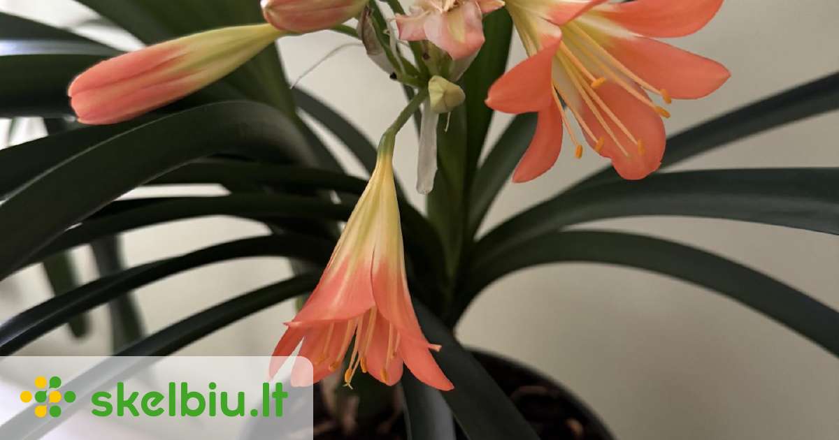 Klivija - Skelbiu.lt