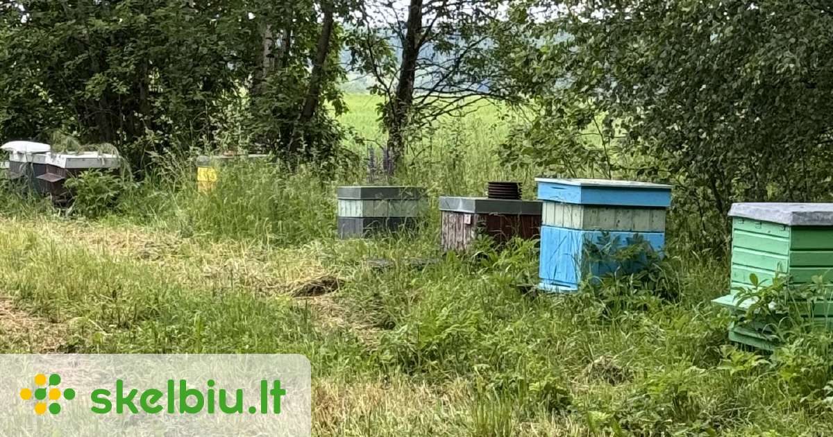 Parduodami aviliai su bitemis - Skelbiu.lt
