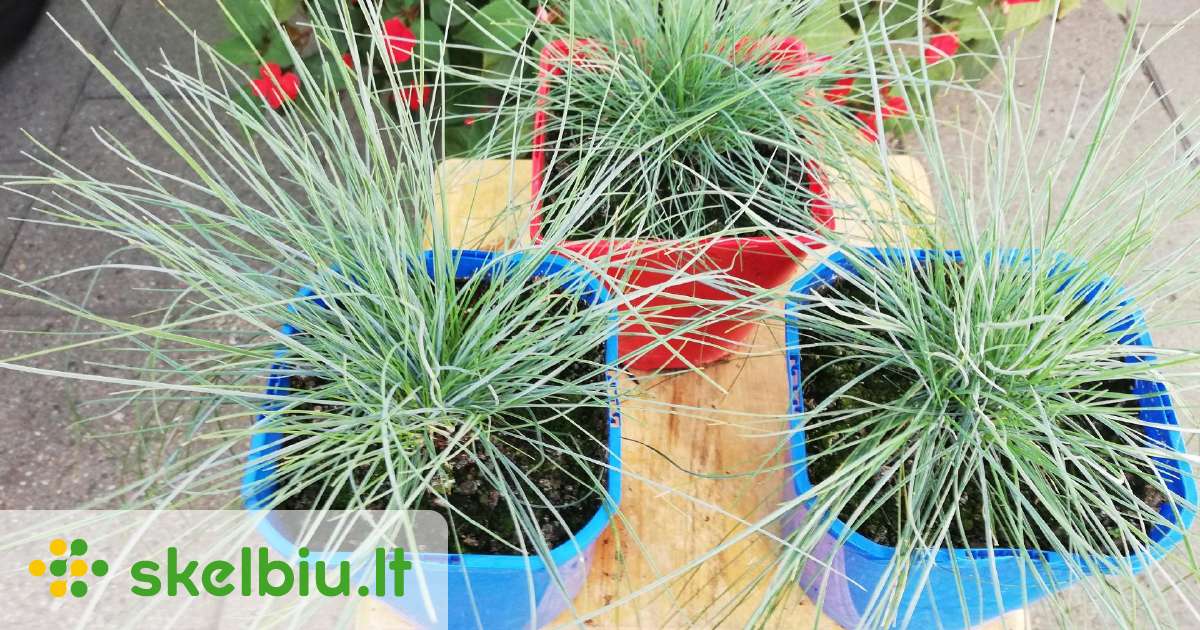 Eraičinas Varna' - Skelbiu.lt