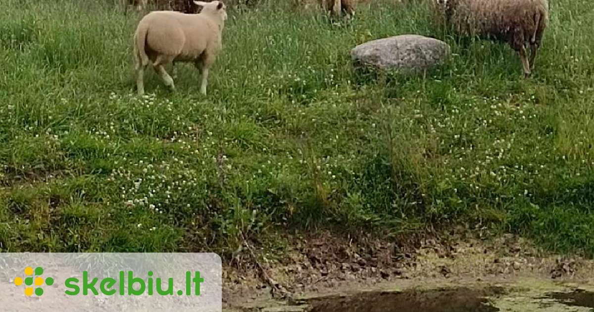 Parduodu Texsel avių banda. - Skelbiu.lt