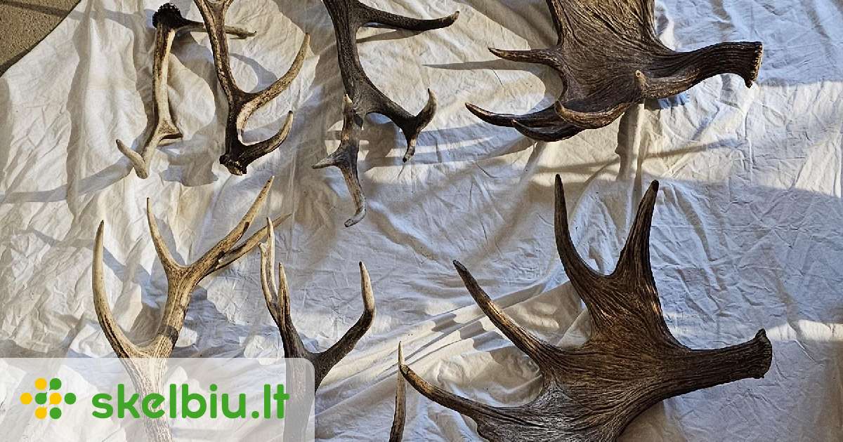 Briedžio ir elnio ragai 250€ tel. - Skelbiu.lt