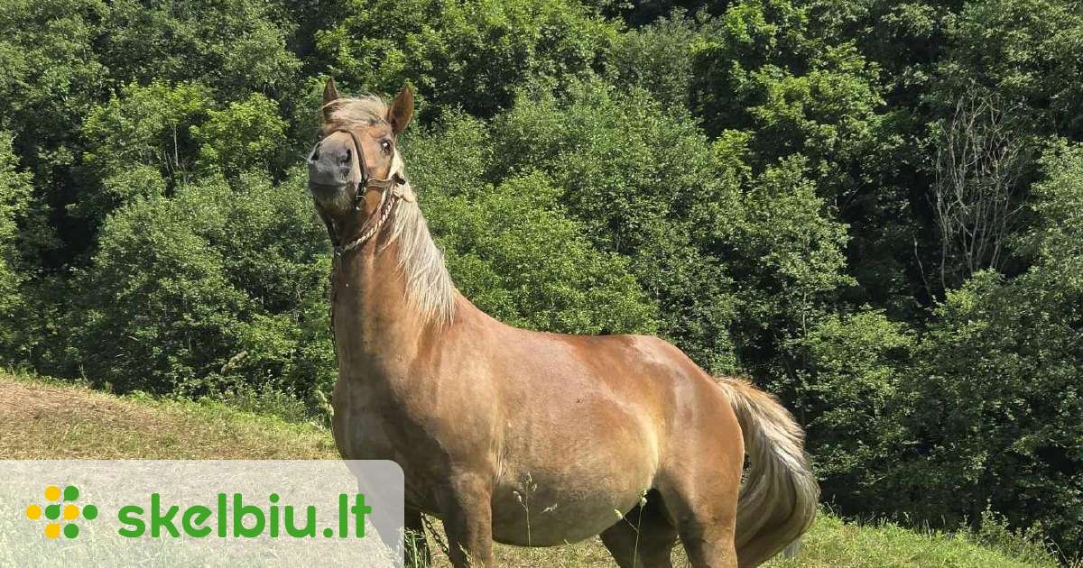 Parduodami du arkliai - Skelbiu.lt