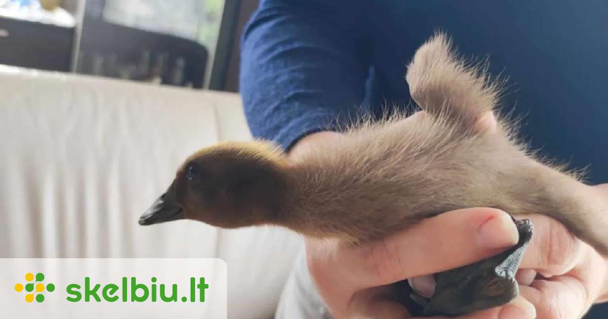 Indiškos Bėgikės antis - Skelbiu.lt