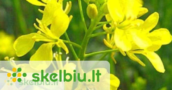 parduodu siena radviliskio r skelbimai - Skelbiu.lt